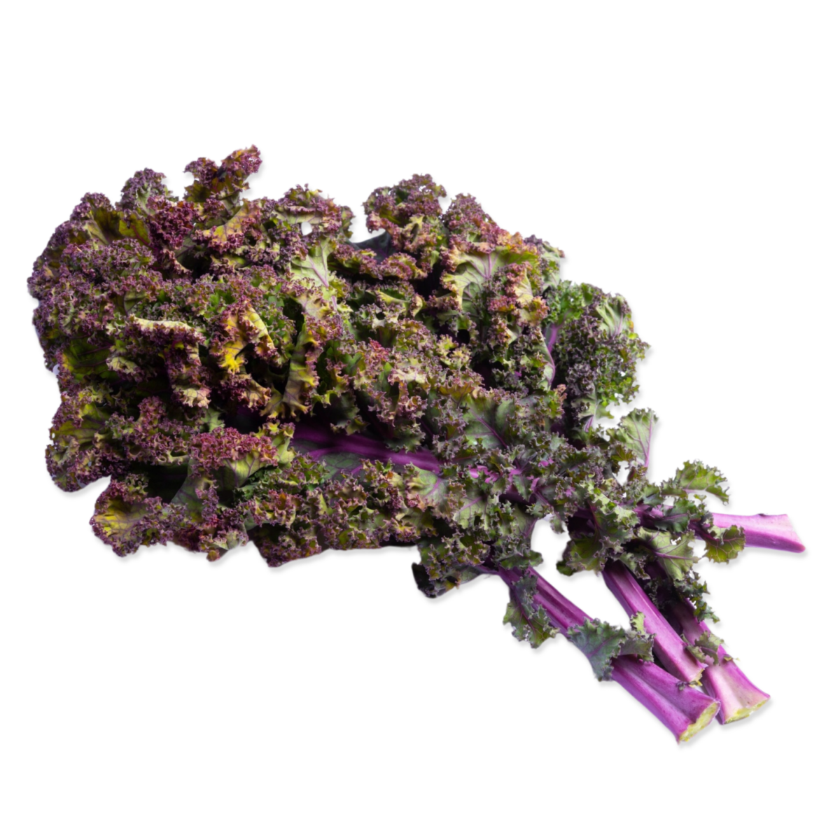 Red Kale Little Bear Produce